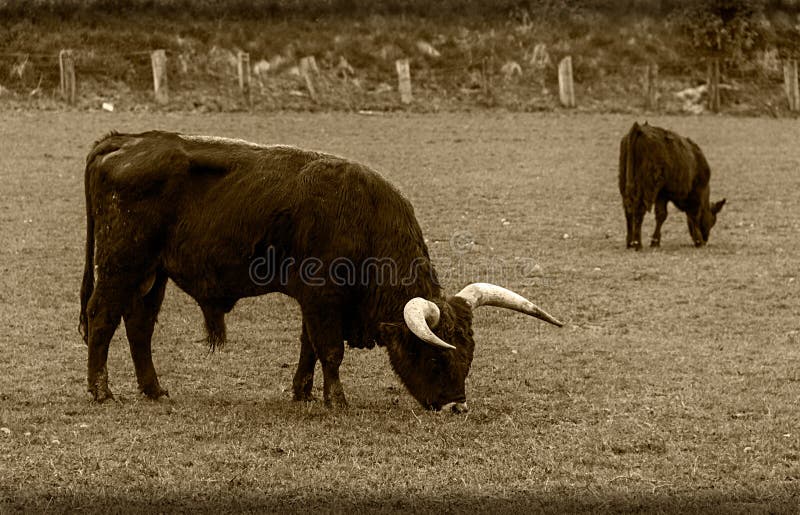 Pasture Bull, Ox Cattle on Grazing Stock Image - Image of meadow, oxen ...