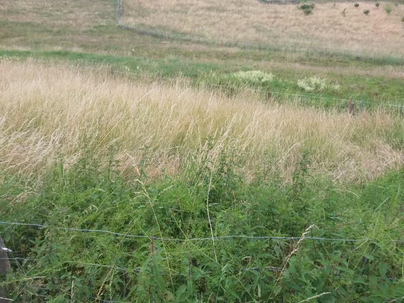 Pasture Cattle during Summer Stock Photo - Image of bushes, beige ...