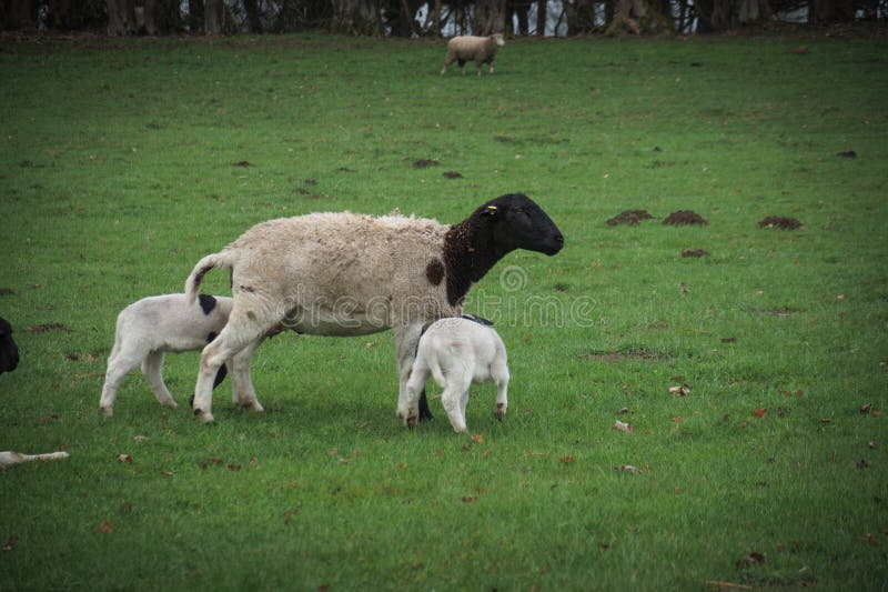 On a Pasture are Dorp Sheep with Their Lambs Stock Photo - Image of ...