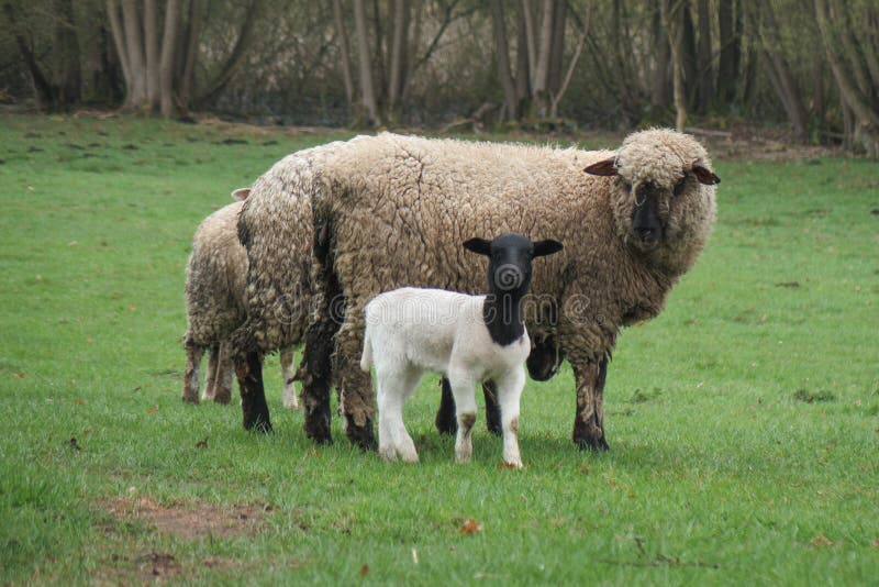 On a Pasture are Dorp Sheep with Their Lambs Stock Photo - Image of ...