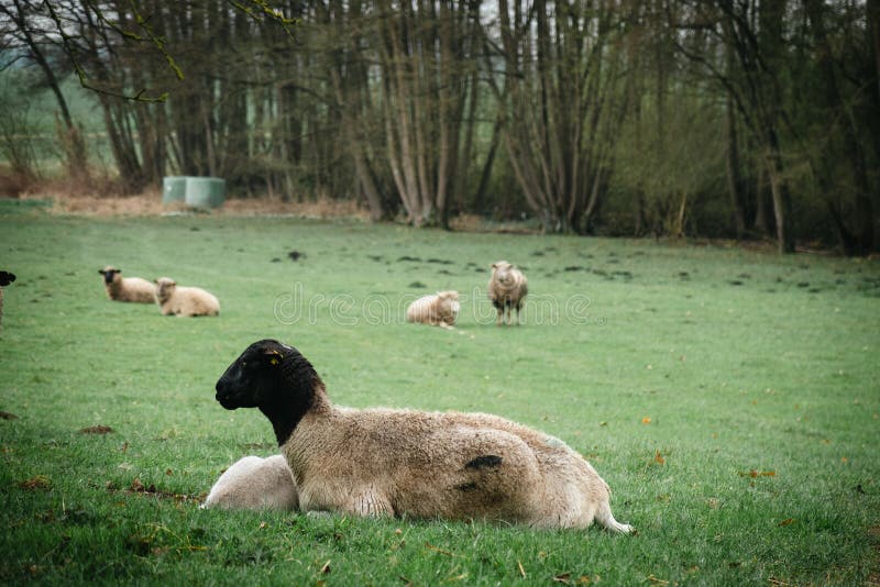 On a Pasture are Dorp Sheep with Their Lambs Stock Photo - Image of ...