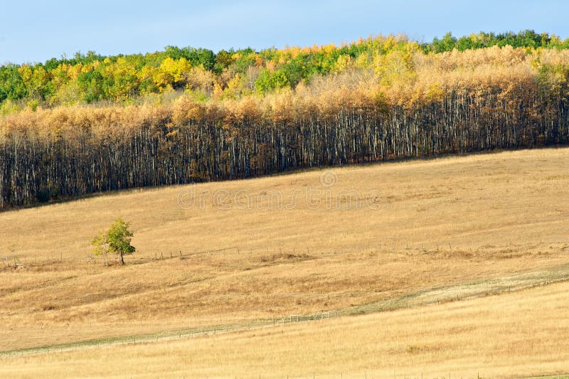 Pasture in fall stock image. Image of canada, aspen, ranch - 31190067