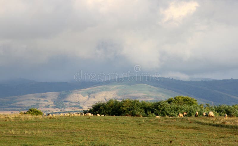 Pasture field stock image. Image of farming, cows, grass - 34111029