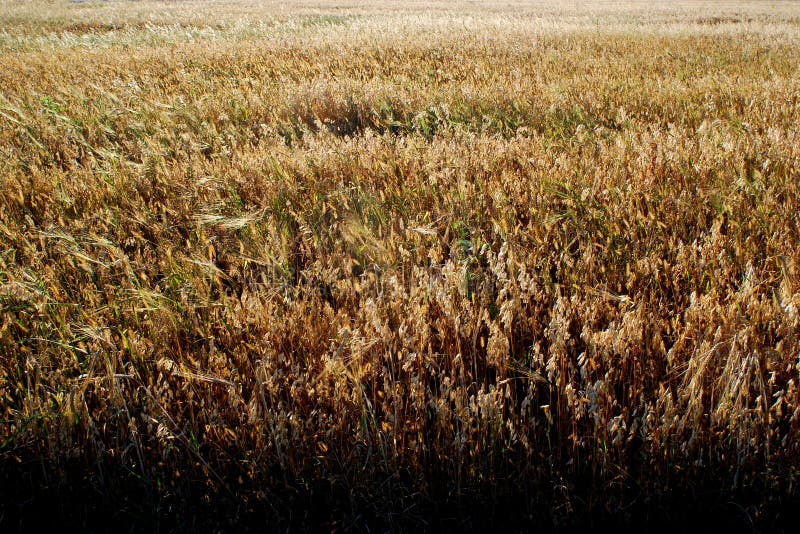 Pasture Field Picture. Image: 6528939