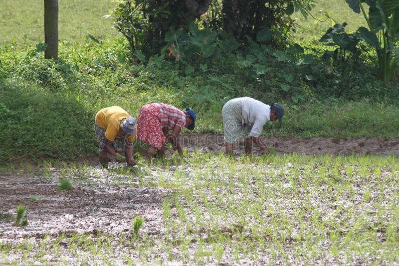 Pasture, Field, Agriculture, Farm Picture. Image: 133463482