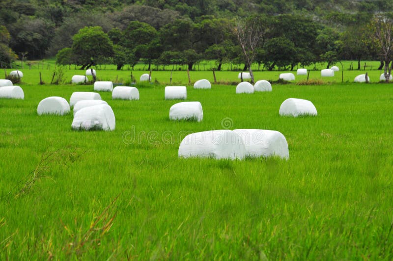 Pasture field stock image. Image of grow, farmland, grass - 31065885