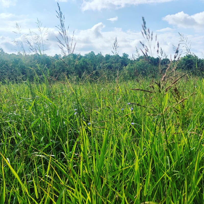 Pasture stock photo. Image of brush, pasture, field - 158644010