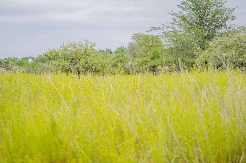 Pasture field stock image. Image of farming, green, baking - 41317023