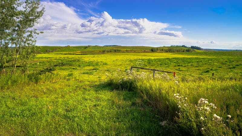 Pasture field stock photo. Image of tree, nature, agricultural - 246635066