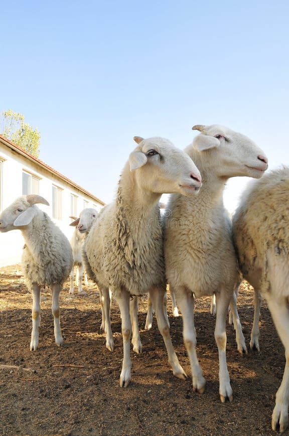 In the Pasture Flocks of Rest Stock Image - Image of meadow, outdoor ...