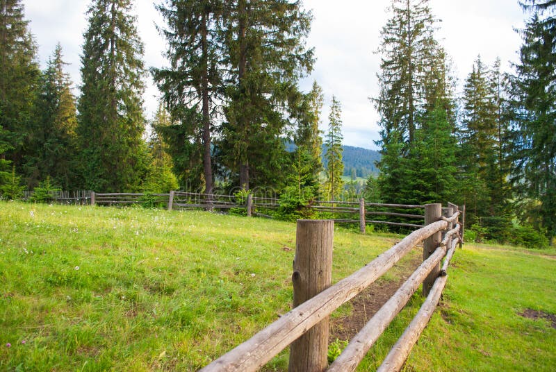 A pasture in the forest stock photo. Image of hiking - 102378748