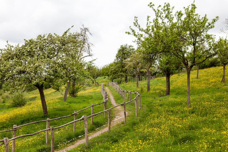 Pasture among the Fruit Trees Stock Photo - Image of beautiful, spring ...