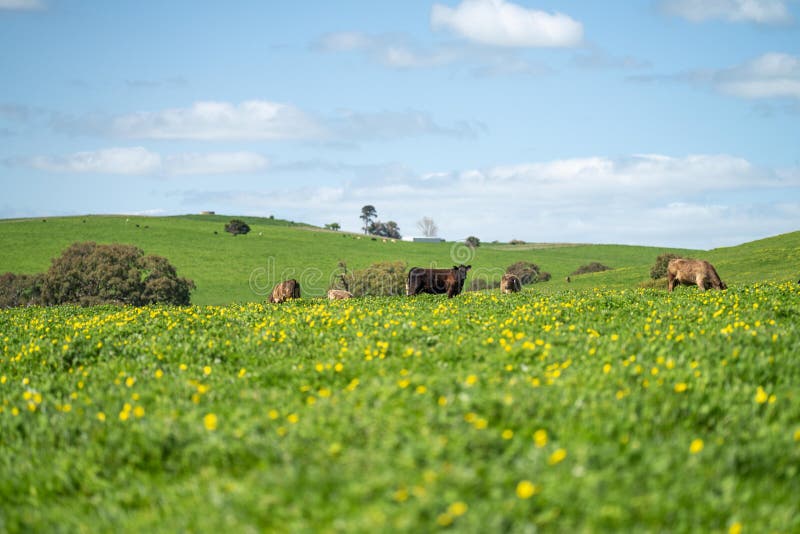 Pasture and Grass in a Paddock on a Regenerative Organic Flowers in a ...
