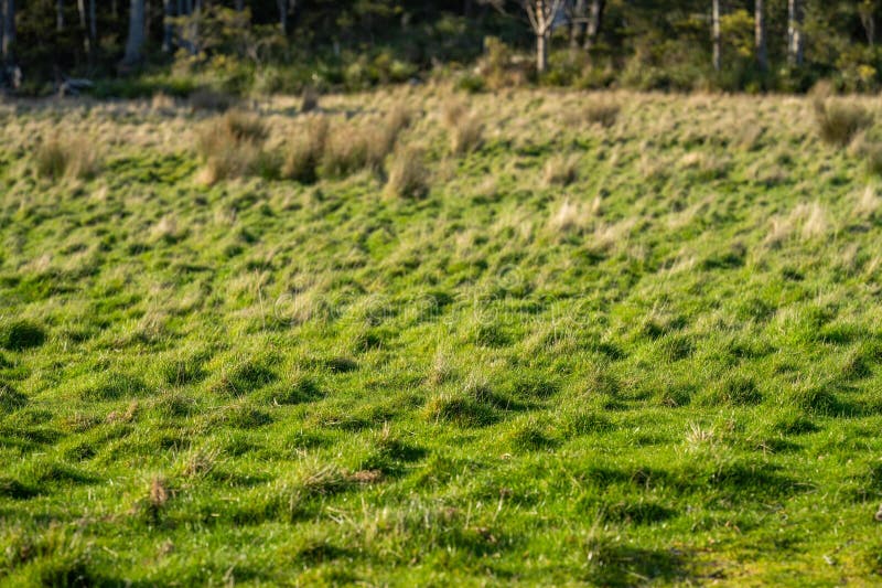 Pasture and Grasses on a Regenerative Farm. Native Plants Storing ...