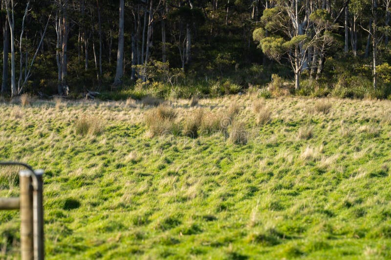 Pasture and Grasses on a Regenerative Farm. Native Plants Storing ...