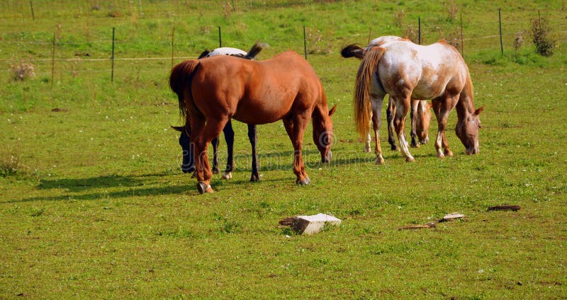 Pasture, Grassland, Ecosystem, Grazing Picture. Image: 111719792
