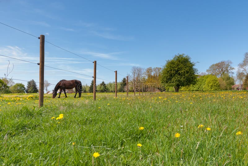 Pasture, Grassland, Meadow, Field Picture. Image: 118430825