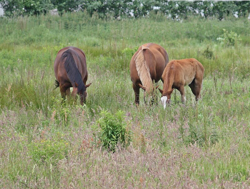 Pasture, Grazing, Ecosystem, Grassland Stock Photo - Image of ecosystem ...