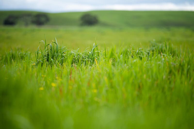 Pasture Growing in a Field. Cattle Grass Growing in a Paddock Stock ...
