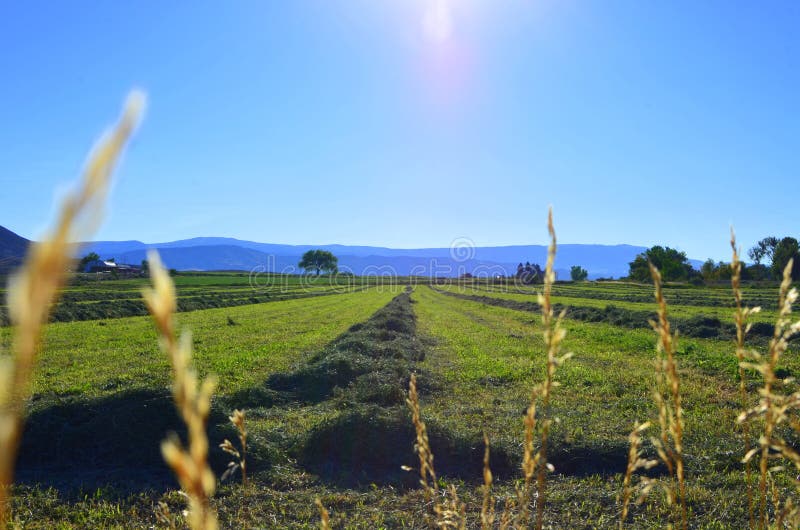 Pasture and hay field stock photo. Image of alfalfa - 107398276
