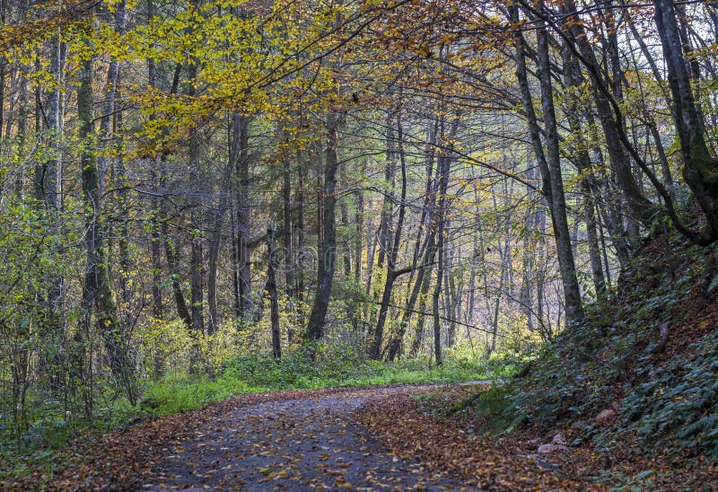 A Beautiful Pasture Inside a Colorful Forest Stock Photo - Image of ...
