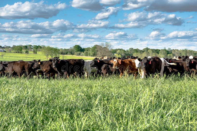 Pasture Landscape with Cows Stock Photo - Image of countryside, beef ...