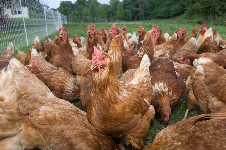 Pasture Raised Chickens Feeding Stock Photo - Image of farming, chicken ...