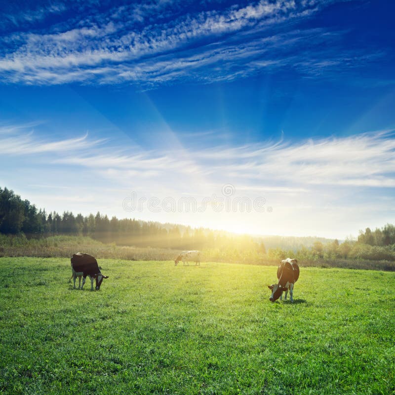 Cow in a field stock photo. Image of nature, flowers - 29358712