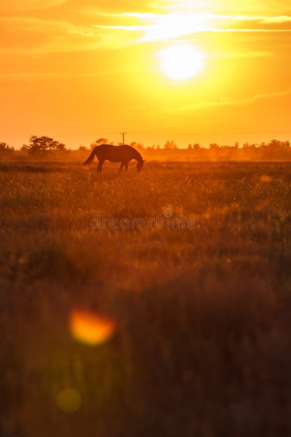 Pasture at sunset stock photo. Image of meadow, night - 26580842