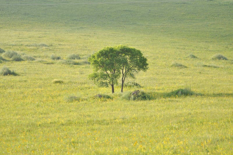 The Pasture Tree in Golden Sunshine Stock Photo - Image of undulating ...