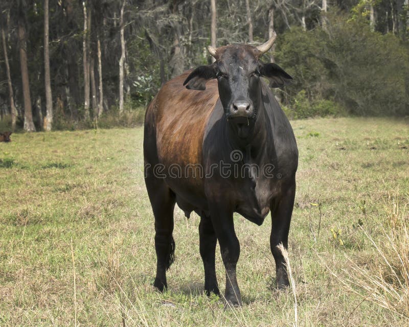 Pasture with Various Breeds of Cows Which Include Holstein,Hereford ...