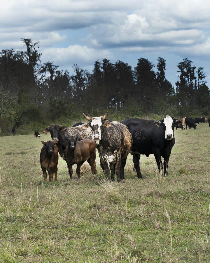 Pasture with Various Breeds of Cows Which Include Holstein,Hereford ...