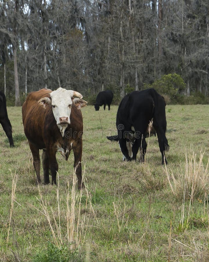 Pasture with Various Breeds of Cows Which Include Holstein,Hereford ...