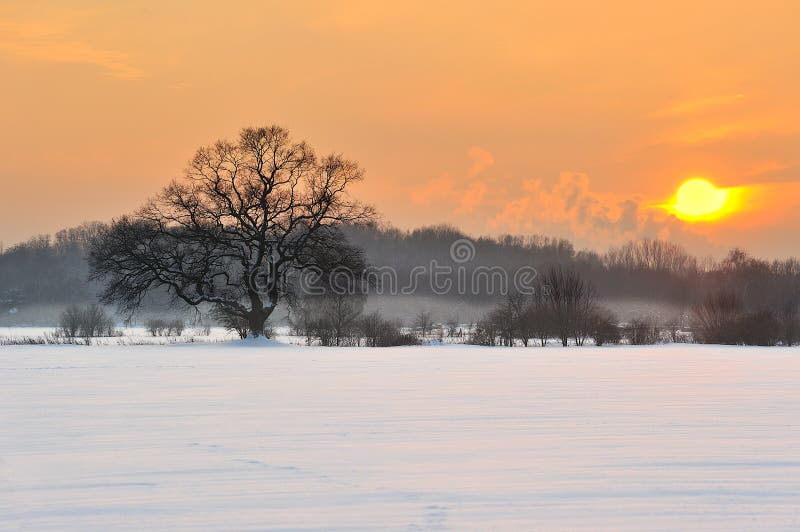 Pasture in winter stock image. Image of agriculture, tree - 22650167