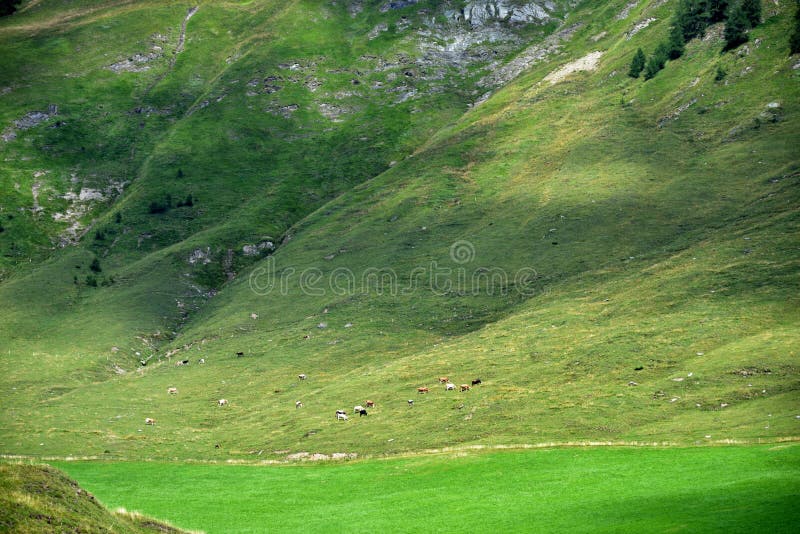 Pastures in the Upper Valley Stock Image - Image of landscape, cows ...