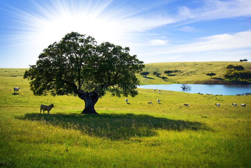 Pasturing cows stock photo. Image of dairy, nature, milk - 13764178