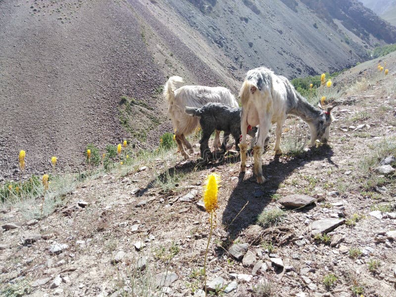 Pasturing Goats on the Mountains Stock Image - Image of sheep ...