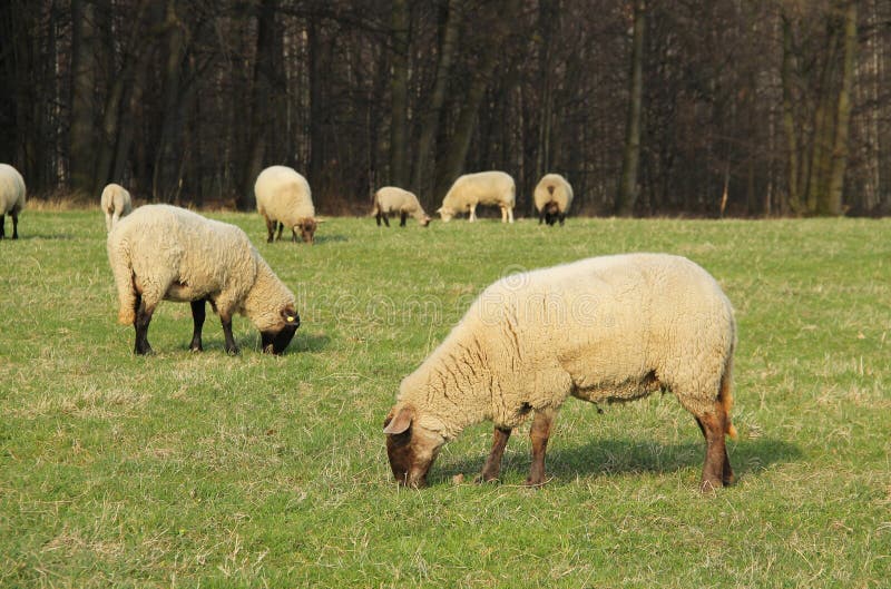 Pasturing sheep stock image. Image of herd, country, sheep - 89711925