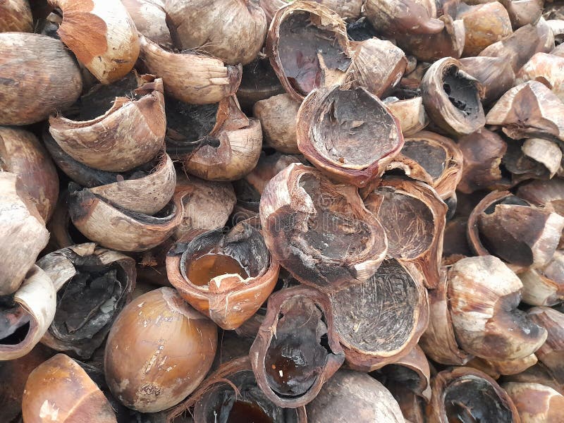 Pasuruan, May 12, 2022: Coconuts, Coconut Husks, Coconut Husk Waste ...