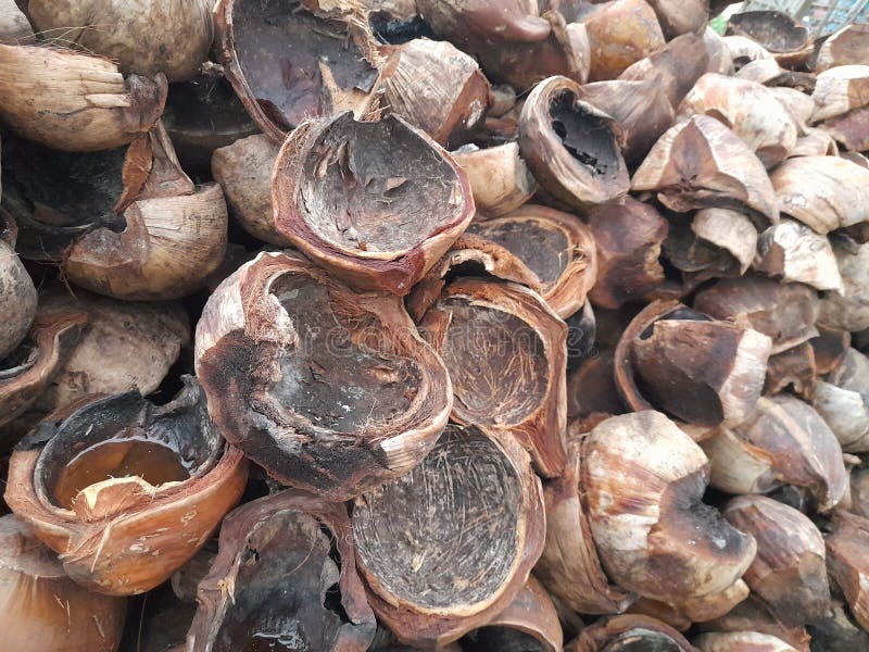 Pasuruan, May 12, 2022: Coconuts, Coconut Husks, Coconut Husk Waste ...