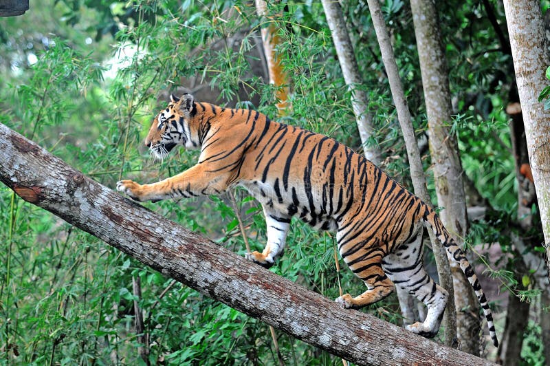 Tiger in tree stock image. Image of beautiful, body, nature - 2039427