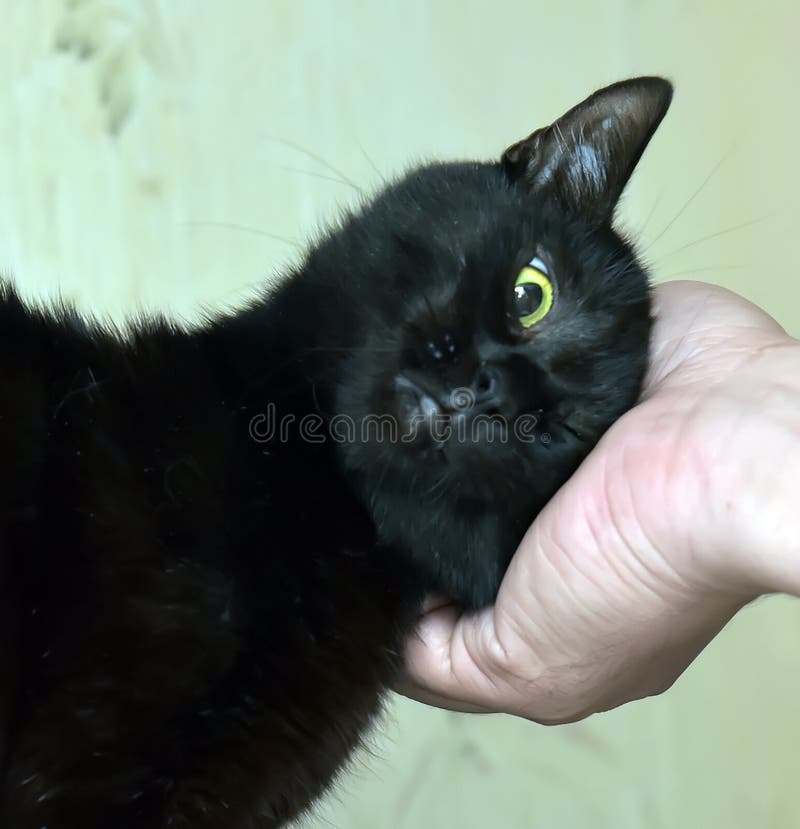 Pat the cat stock image. Image of love, claw, british - 72951129