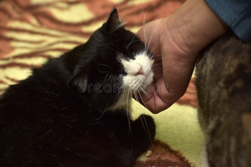 Pat the cat stock image. Image of charming, child, care - 72958163