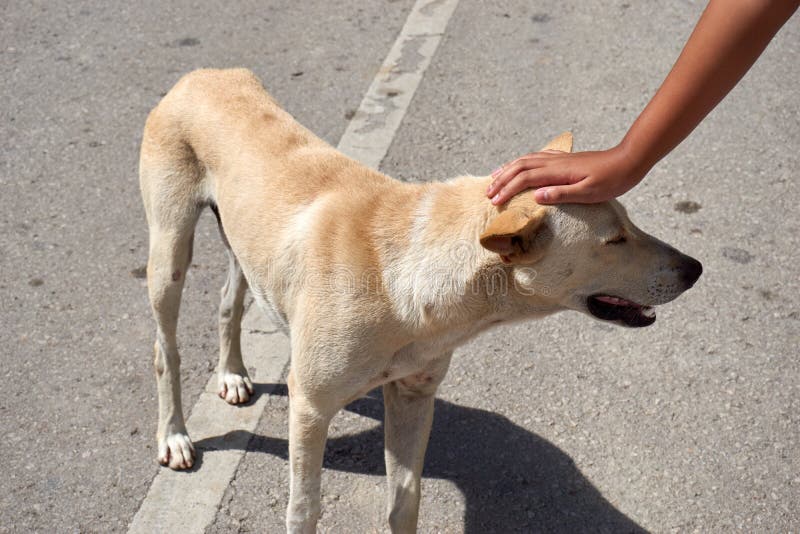 Dog pat dog stock image. Image of friends, outdoors, happy - 35589015