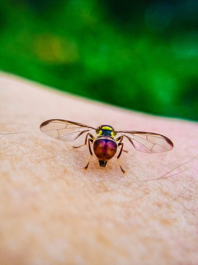 Pat flies behind stock photo. Image of beautiful, wildlife - 98544820