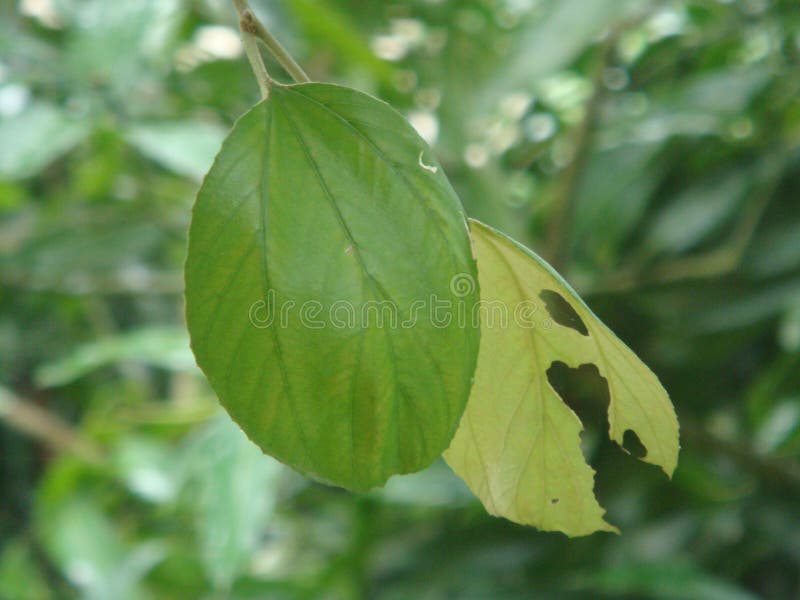 Pata stock image. Image of pata, nice, beautyfull, lovly - 116396411