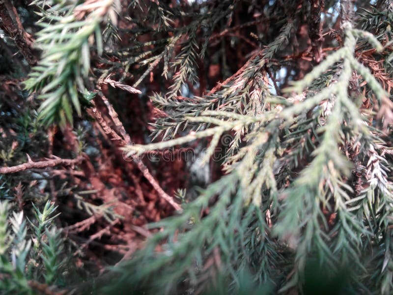 Pata Bahar stock image. Image of bahar, pata, leaves - 66807149