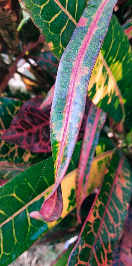 Pata Bahar stock image. Image of bahar, pata, leaves - 66807149