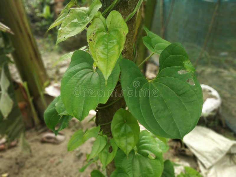 Pata Bahar Garden stock image. Image of bahar, pata - 182182395