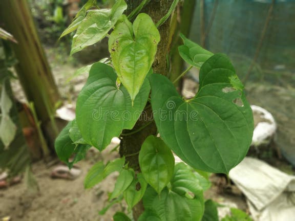 Pata Bahar stock image. Image of wonderful, wildflower - 182155339